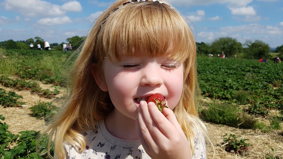 Where to Go Fruit Picking on the West Michigan Lakeshore - BlueWest ...